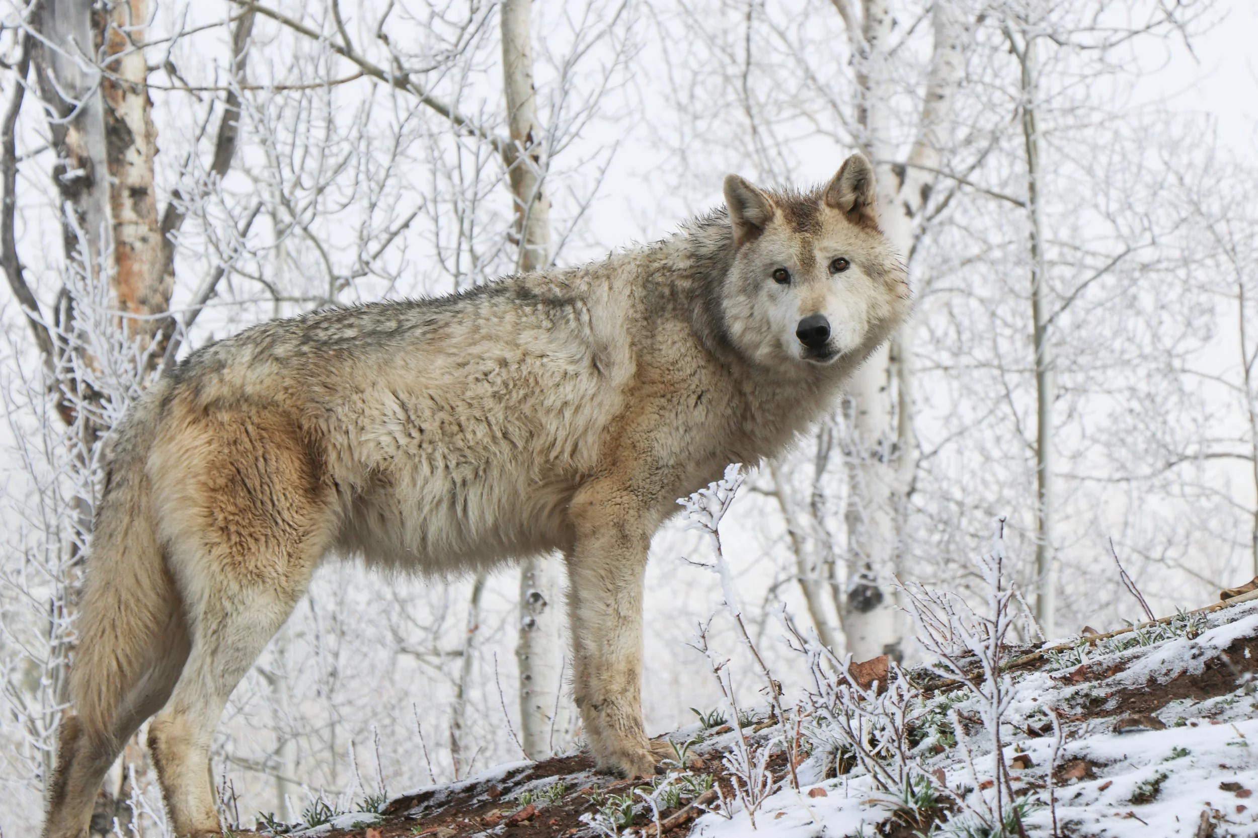 All Wolves — Mission:Wolf
