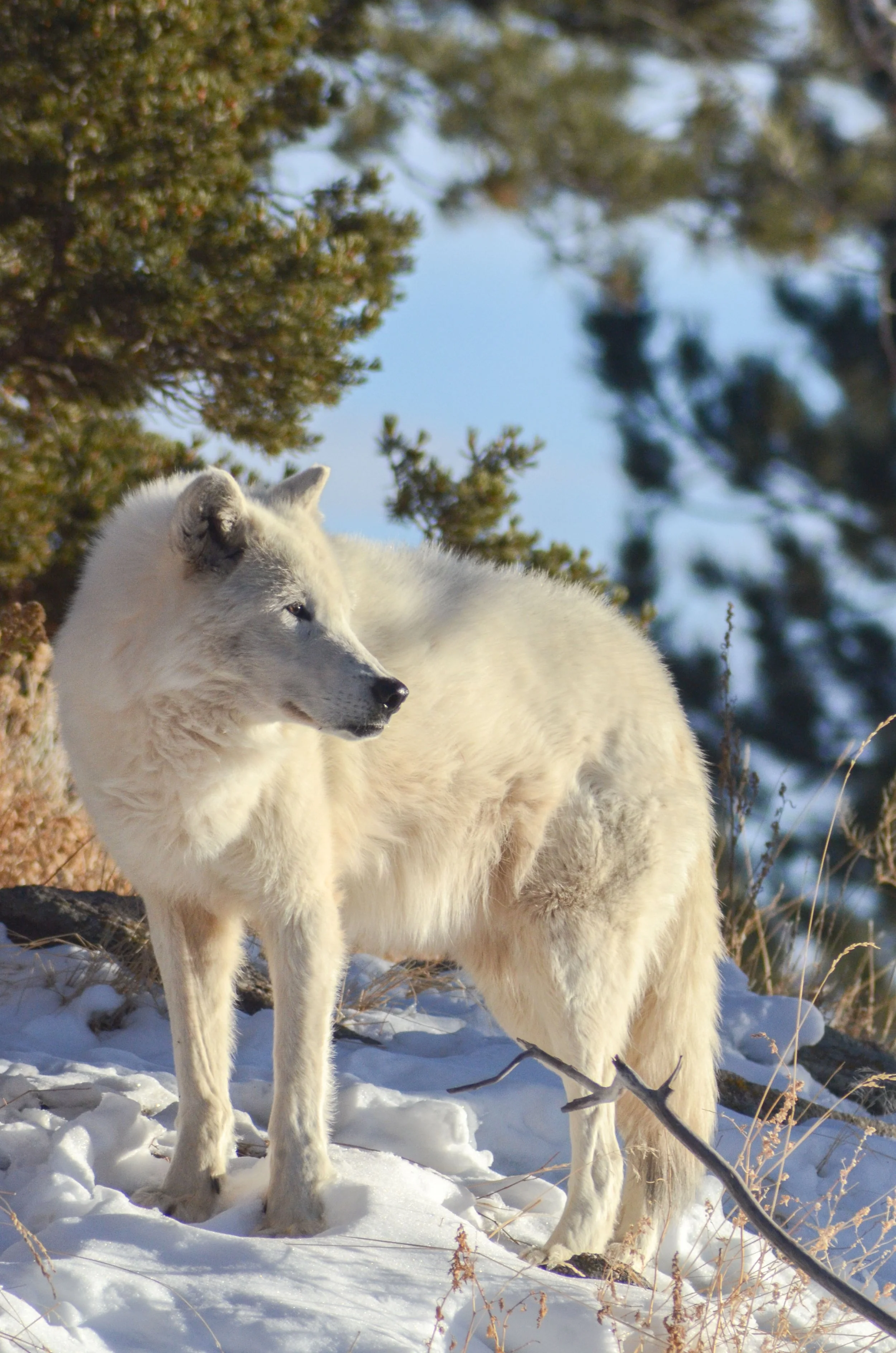 All Wolves — Mission:Wolf