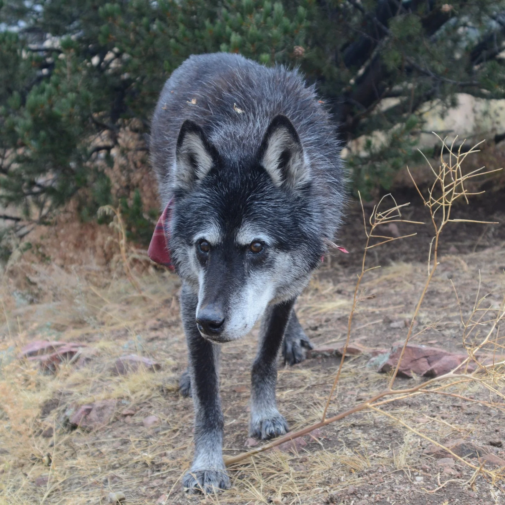 Resident Wolves — Mission:Wolf