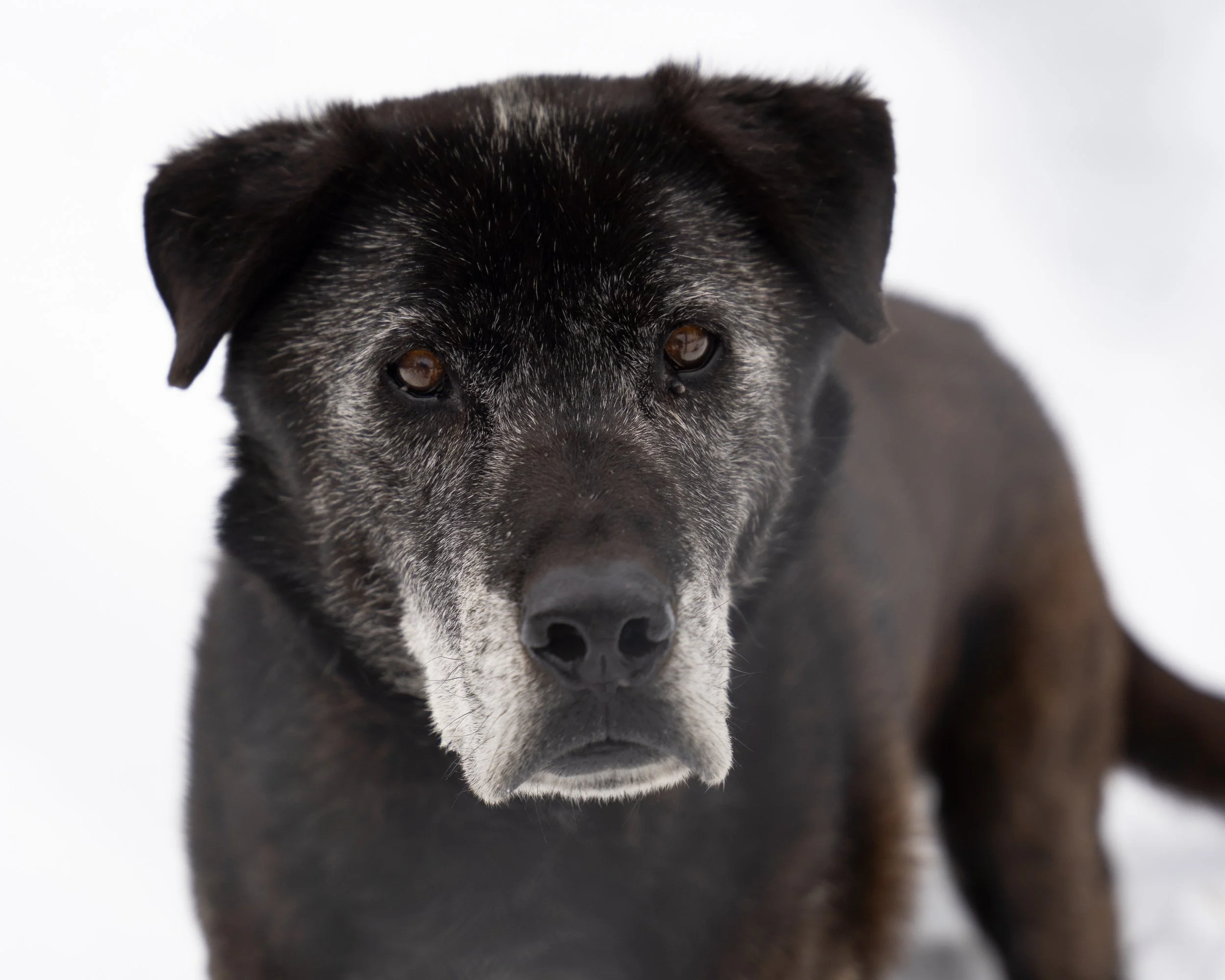 Past Resident Wolves — Mission:Wolf