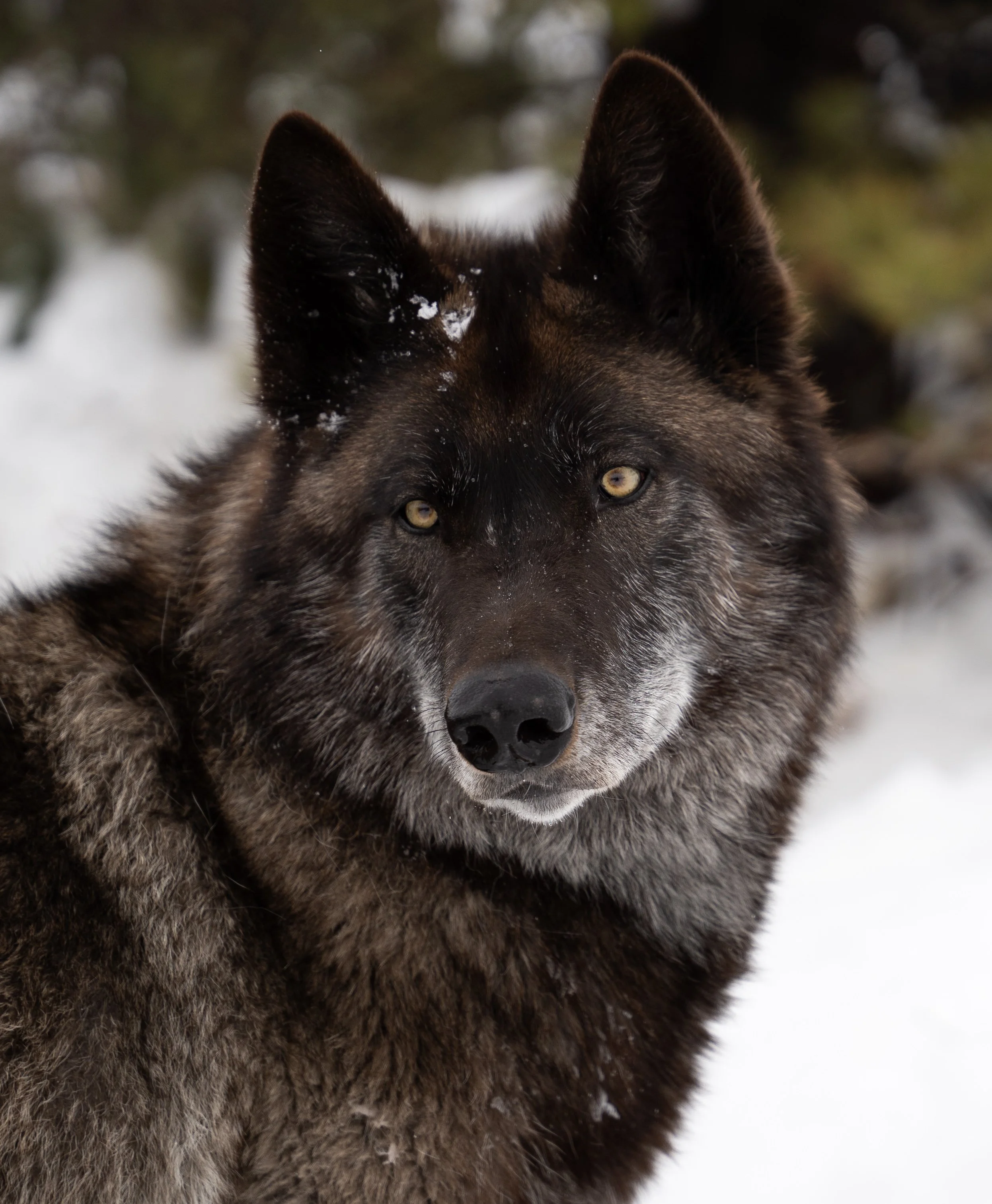 Past Resident Wolves — Mission:Wolf