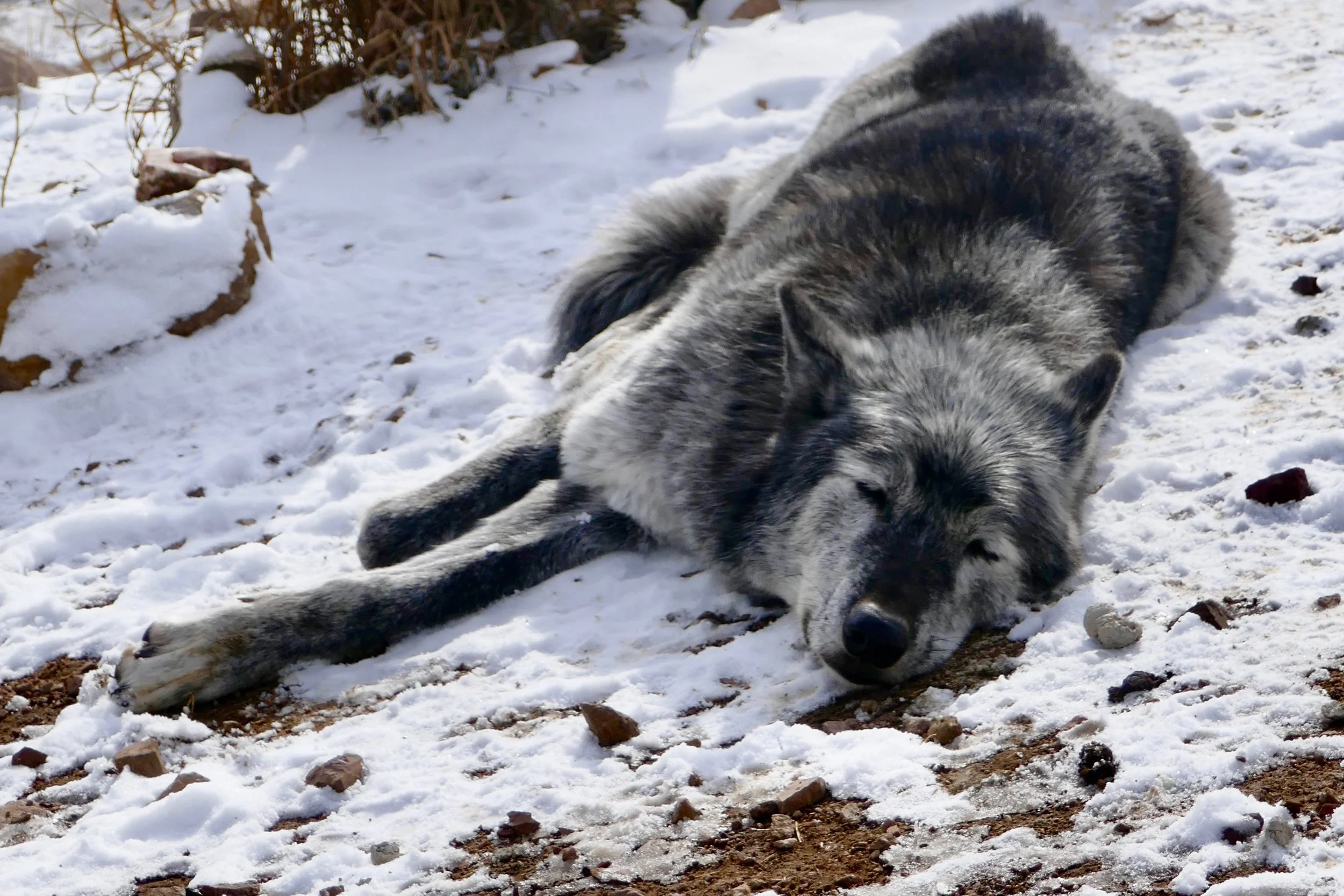 Zeab — Mission:Wolf