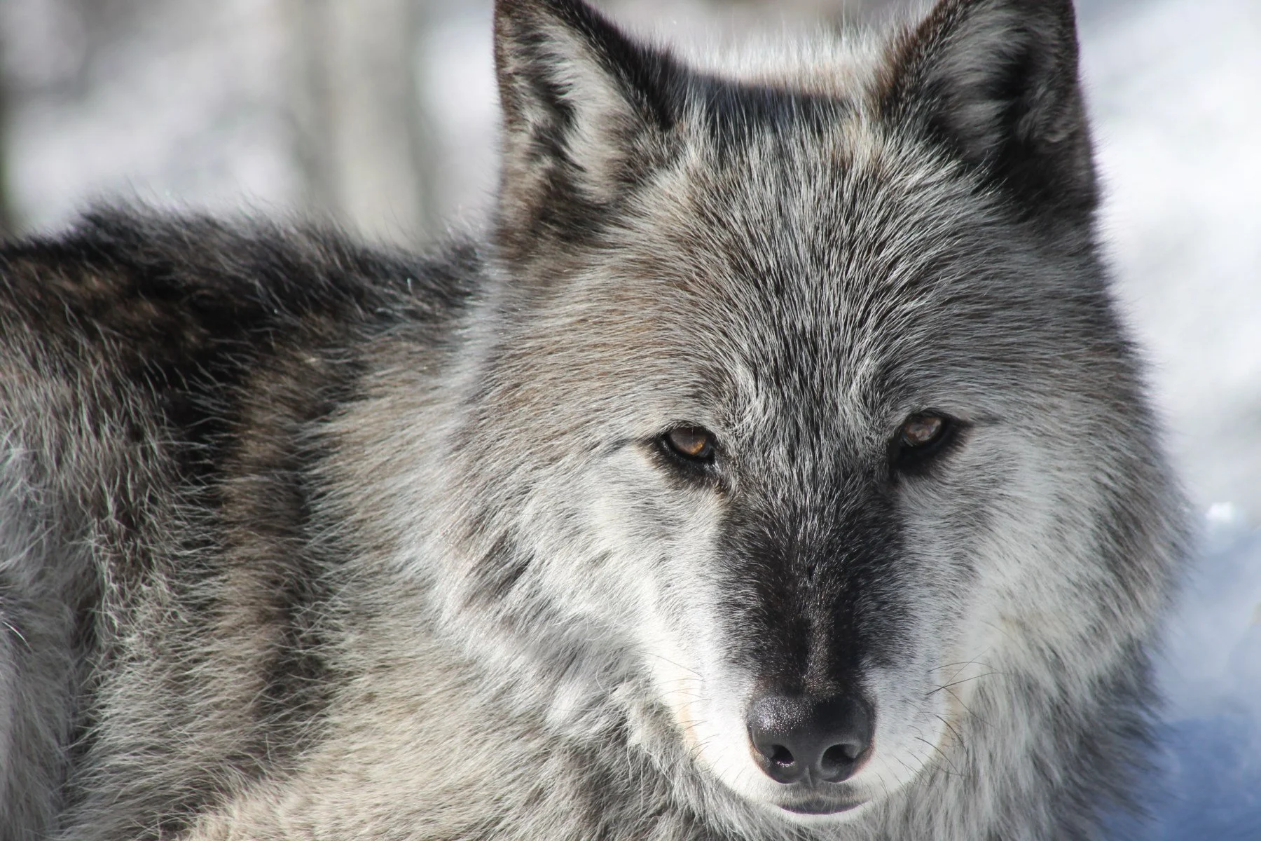 Orion — Mission:Wolf