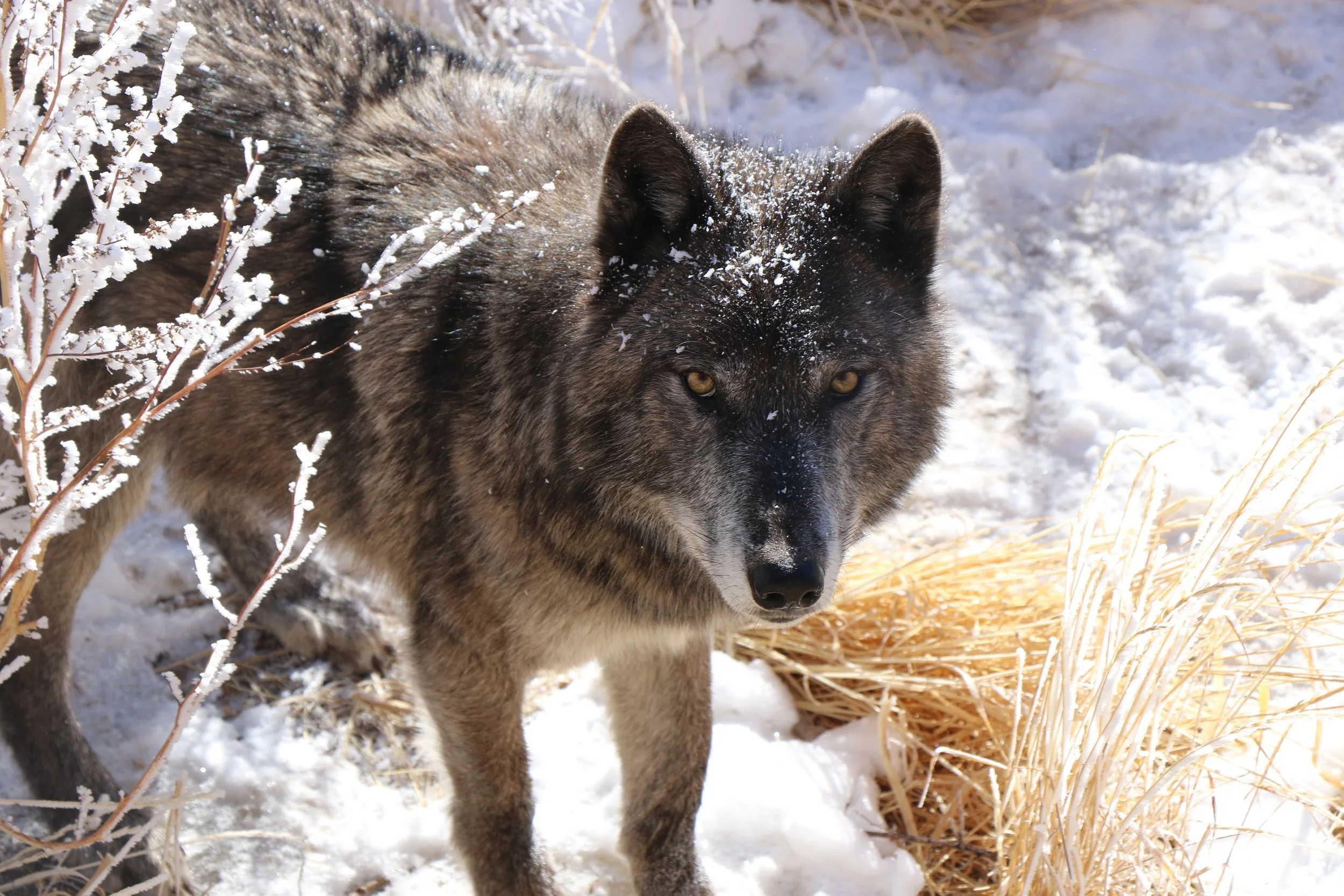 Become a Wolf Caretaker — Mission:Wolf