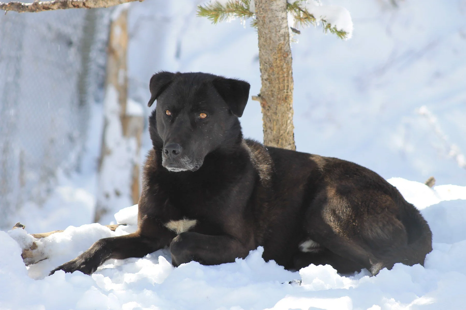 Wolf-Dog Genetics — Mission:Wolf