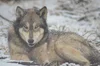 Atlas — Mission:Wolf