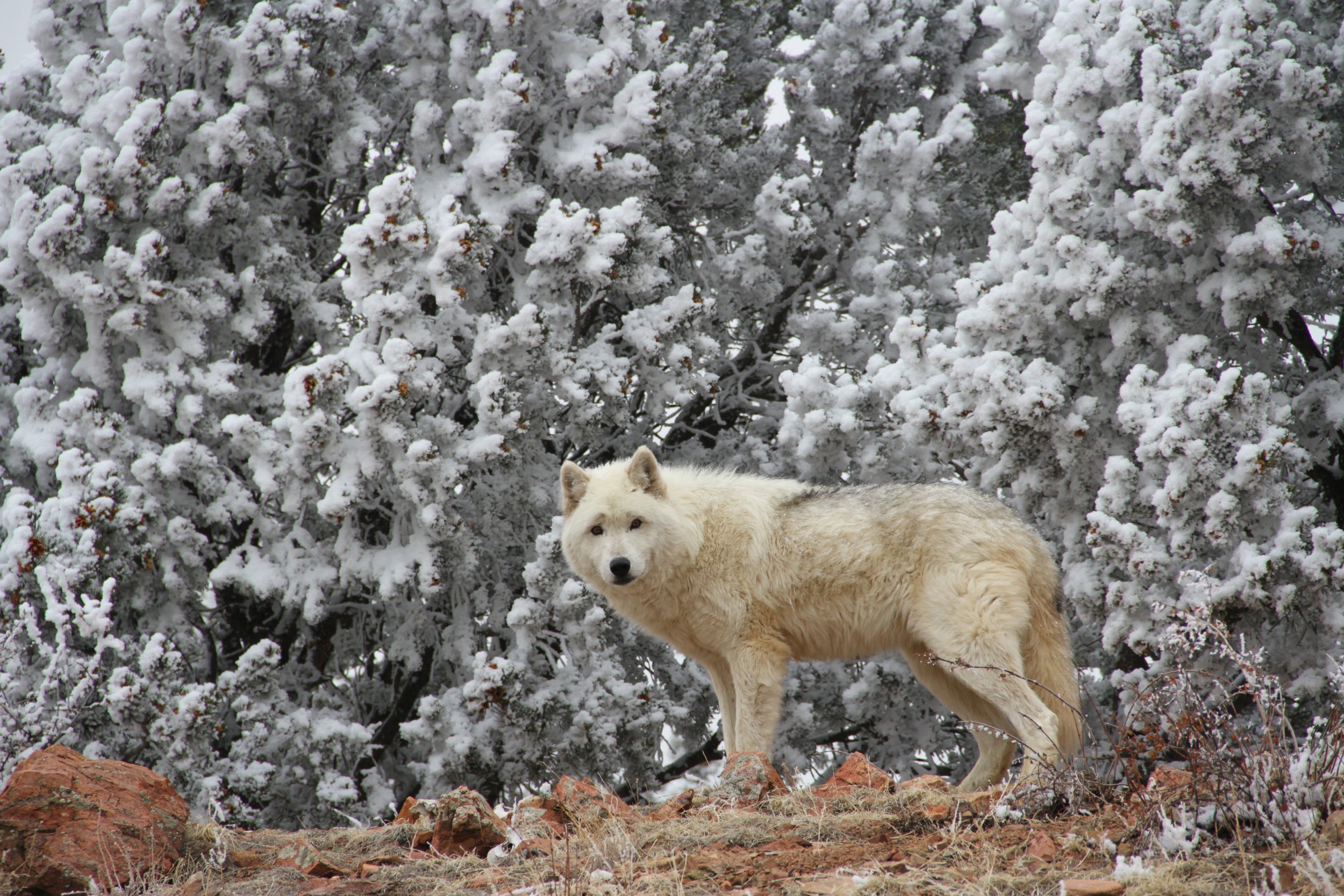 Mission:Wolf