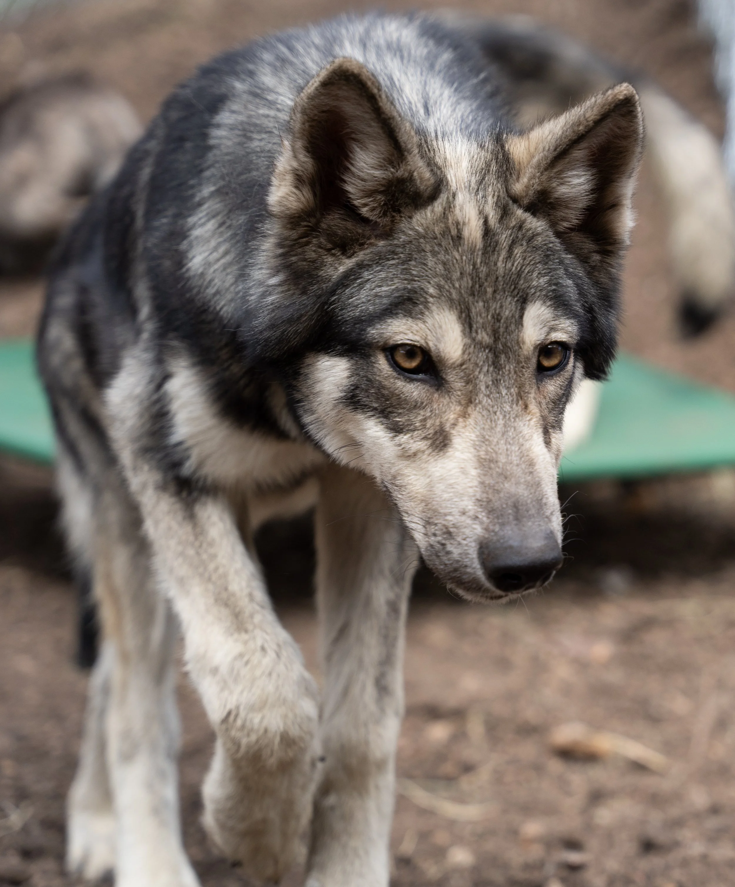 Atlas — Mission:Wolf