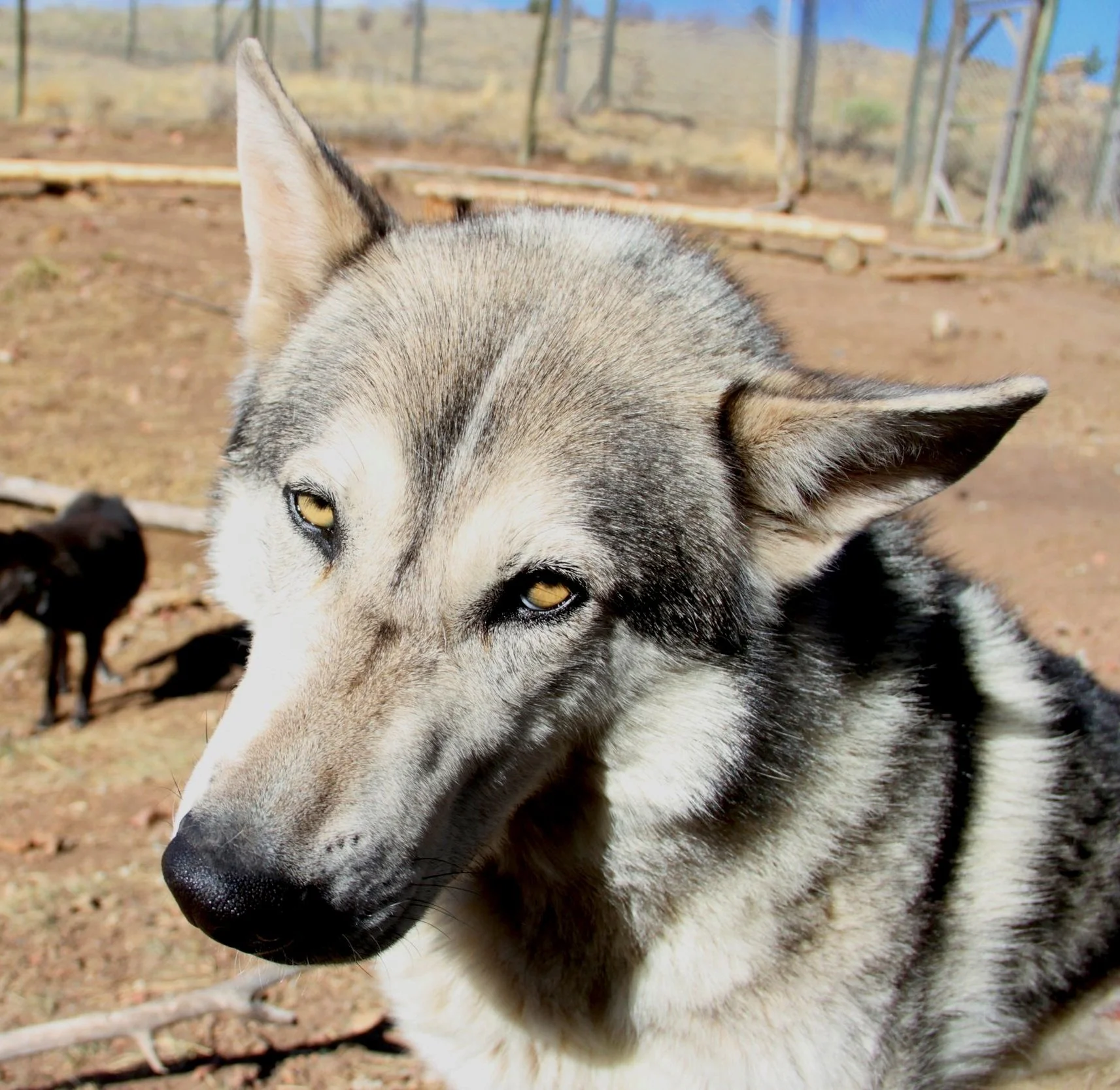 Flash — Mission:Wolf