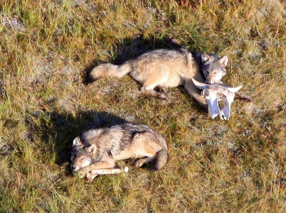 Brief History of Wolves in the Wild — Mission:Wolf