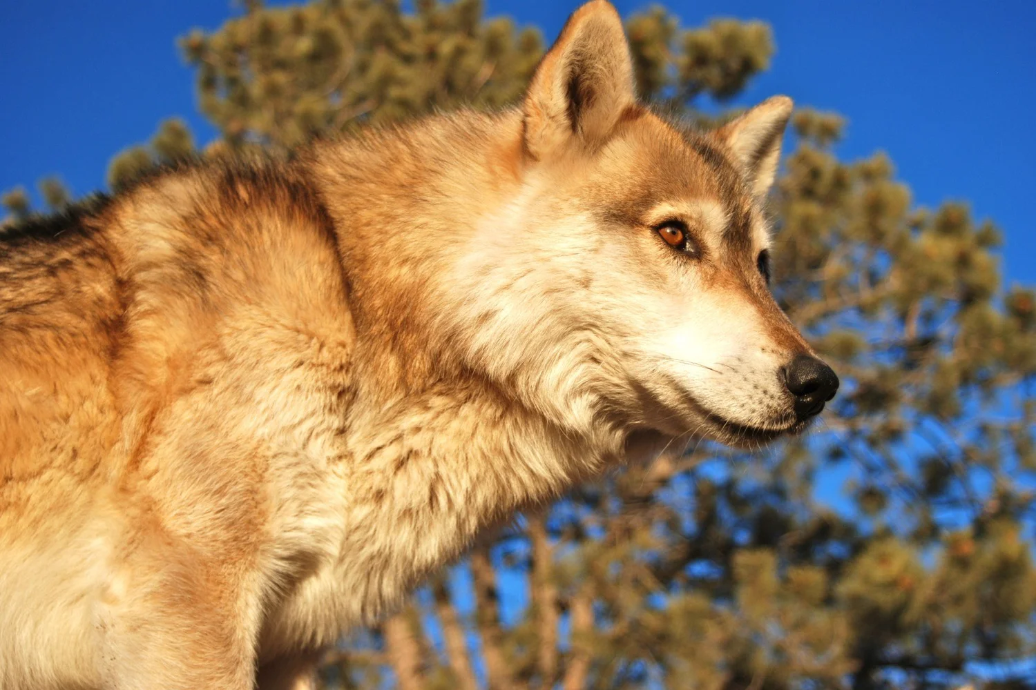 Wolf-Dog Genetics — Mission:Wolf