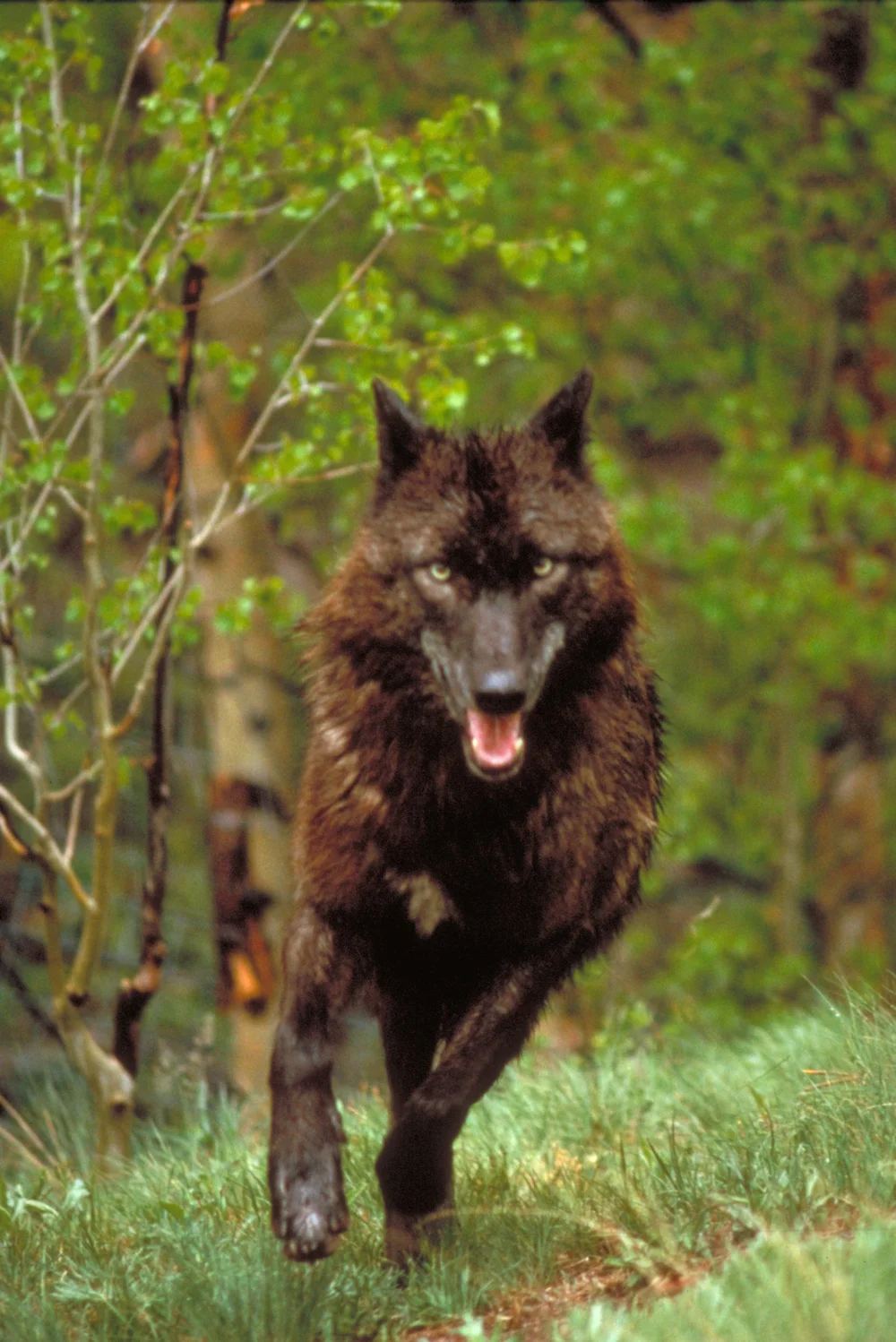 Dark Brown Female Wolf