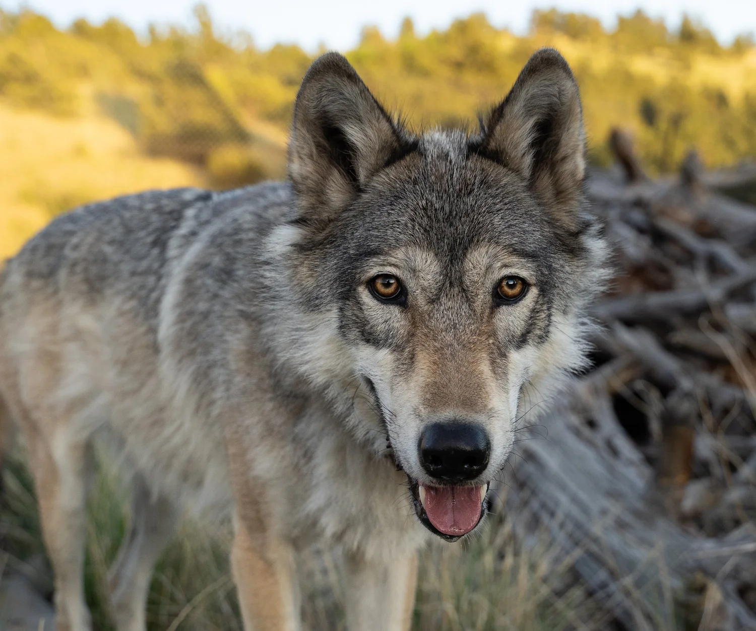 Maeve — Mission:Wolf