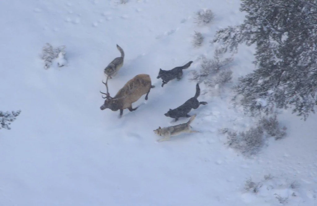 Brief History of Wolves in the Wild — Mission:Wolf