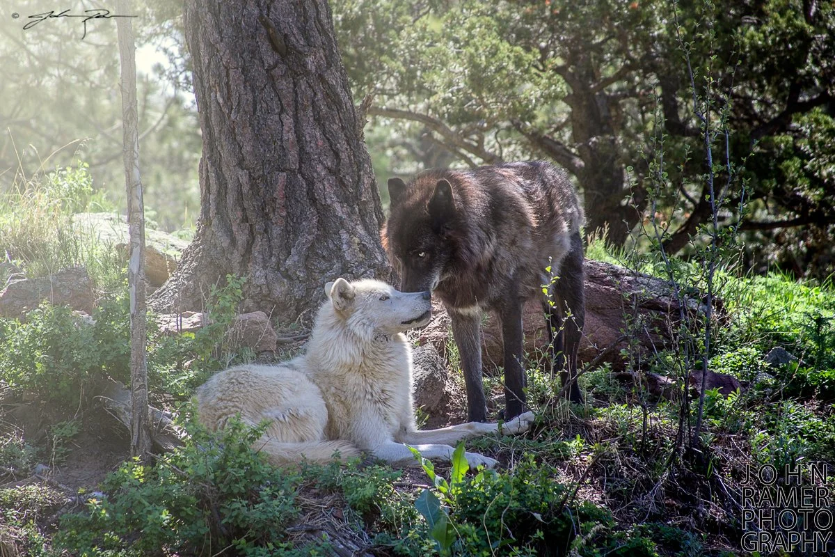 Wolf Sanctuary — Mission:Wolf