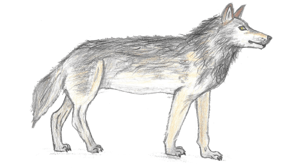 Wolf And Dog Evolution — Mission:Wolf