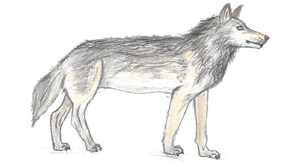 Wolf And Dog Evolution — Mission:Wolf