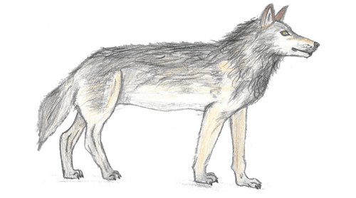 Wolf And Dog Evolution — Mission:Wolf
