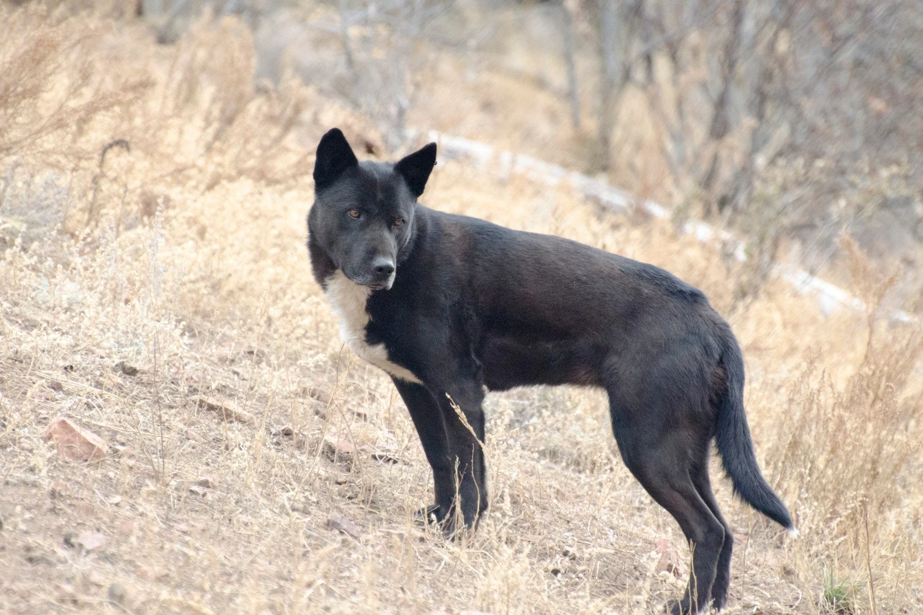 Wolf-Dog Genetics — Mission:Wolf