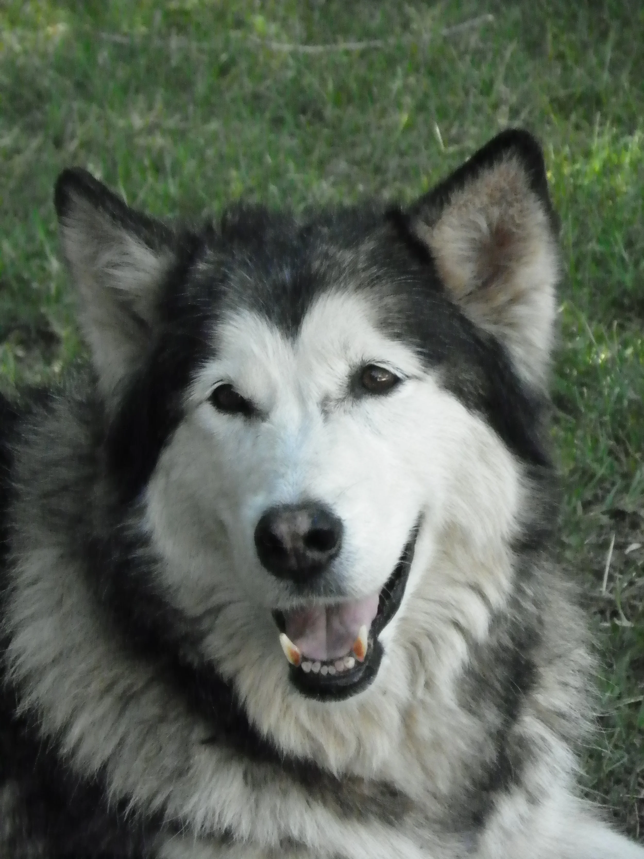 Saidee — Mission:Wolf