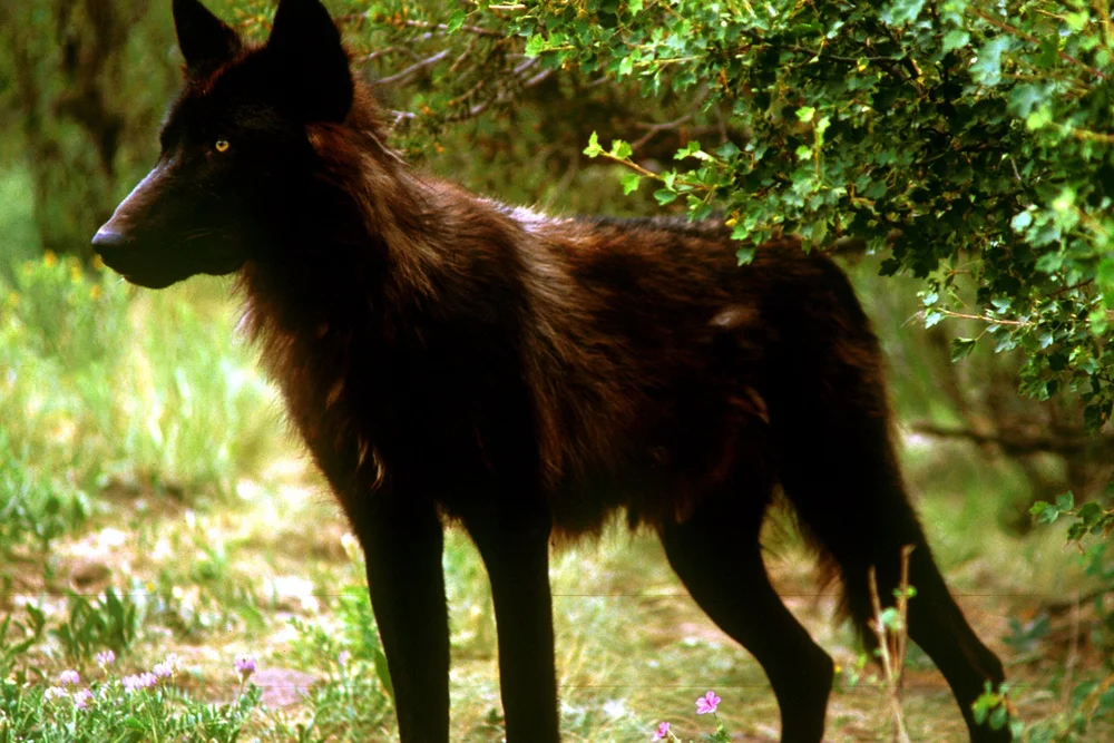 Dark Brown Female Wolf