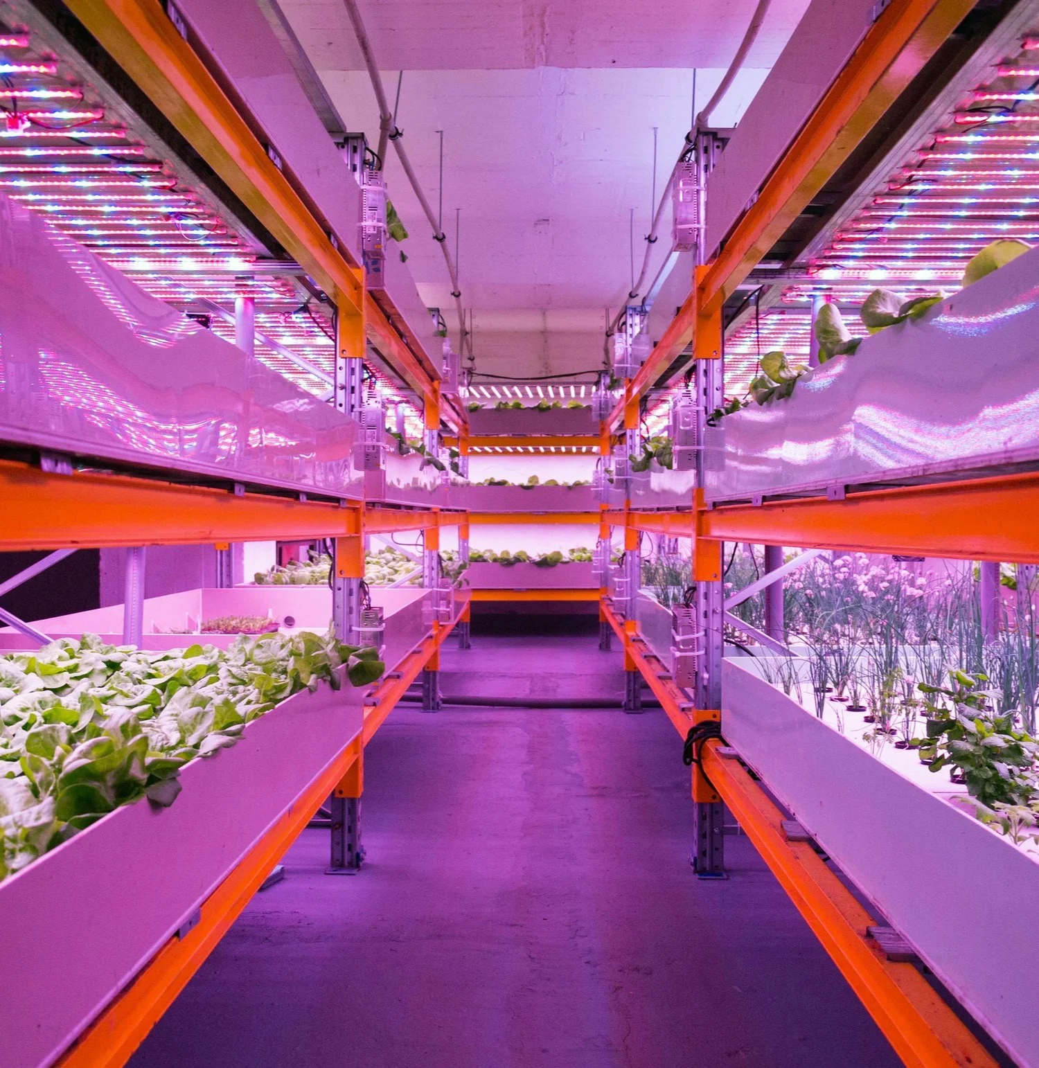 Indoor LED Grow Lights For Plants | Full Spectrum Commercial & Home ...
