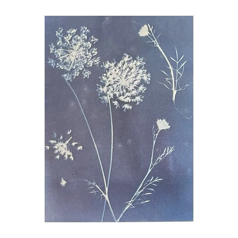 Cyanotype cards | Andrea Stokes Art