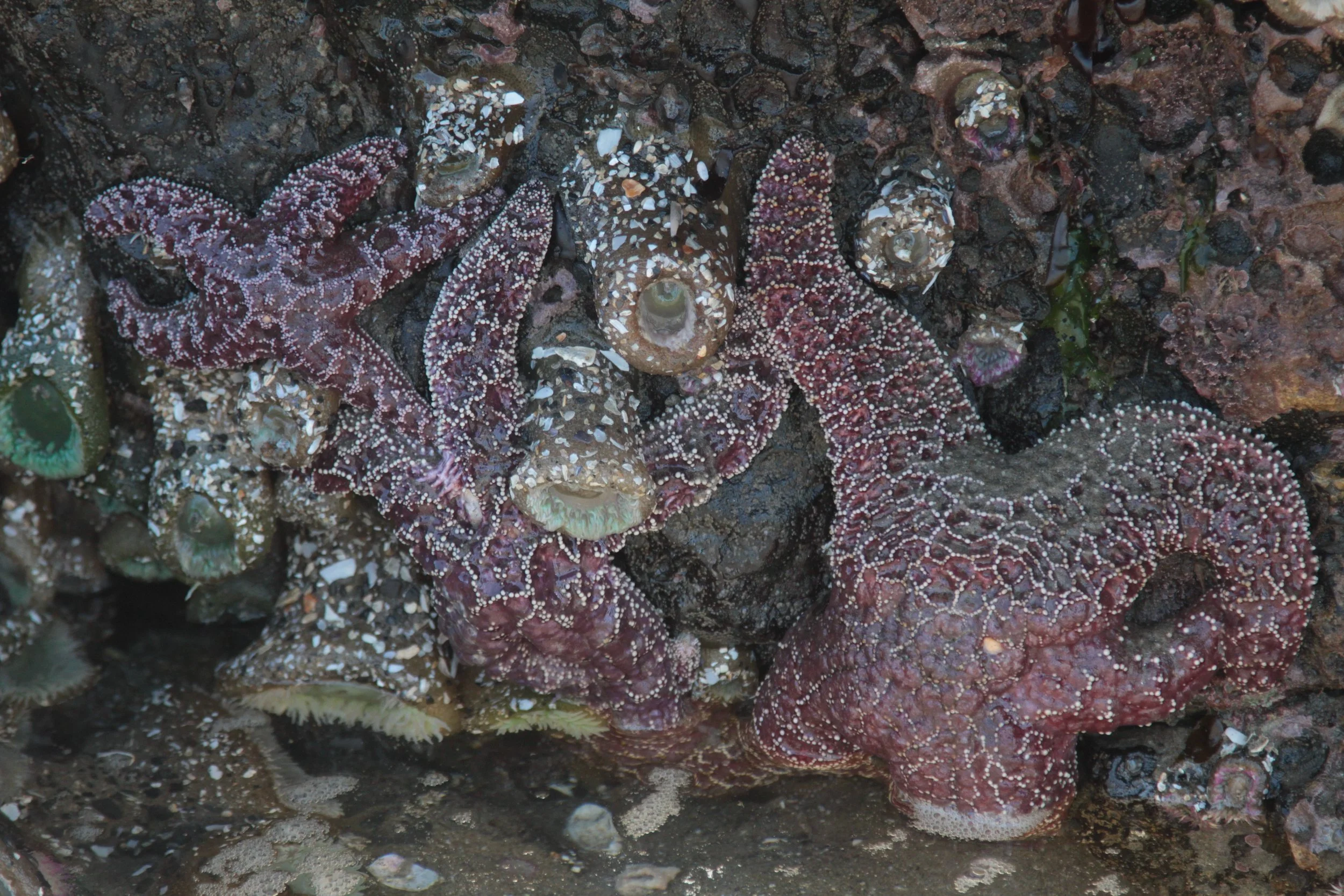 Rules and Regulations — Haystack Rock Awareness Program