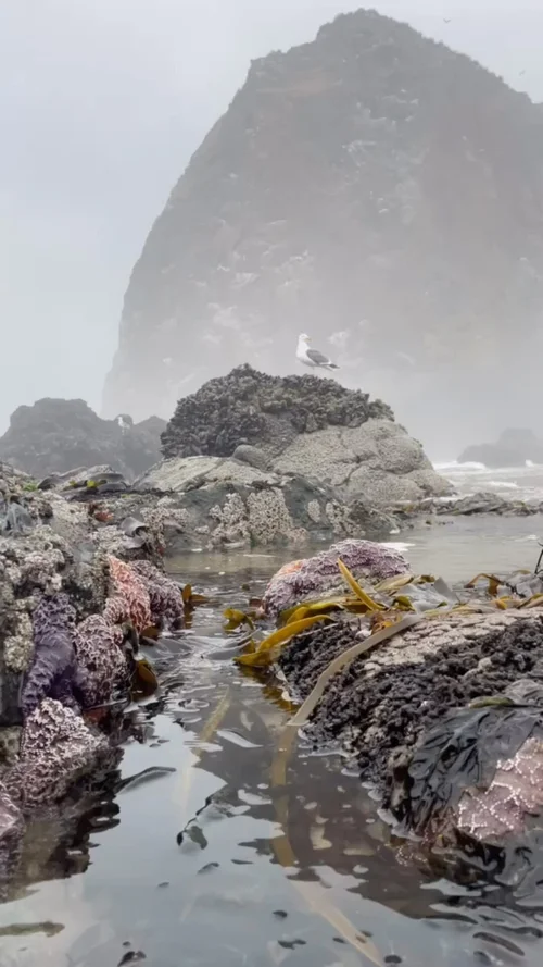 Haystack Rock Awareness Program