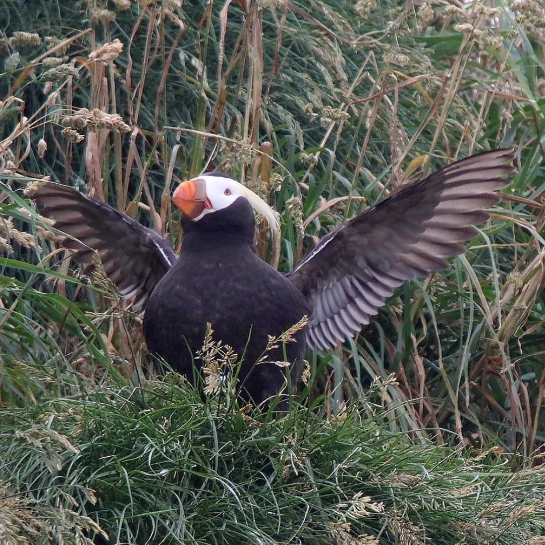Haystack Rock Awareness Program