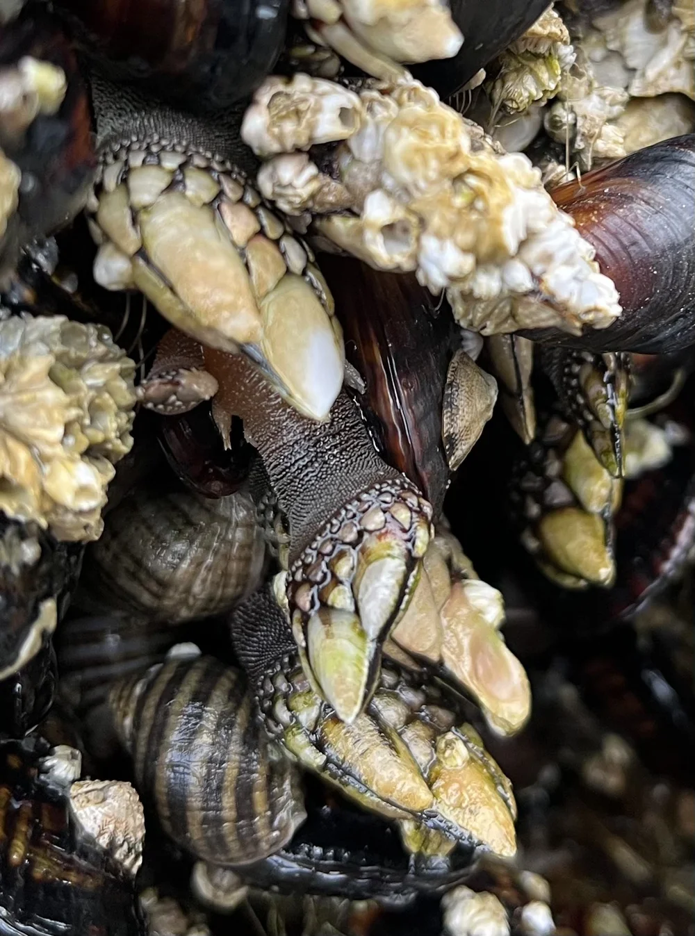 About 1 — Haystack Rock Awareness Program