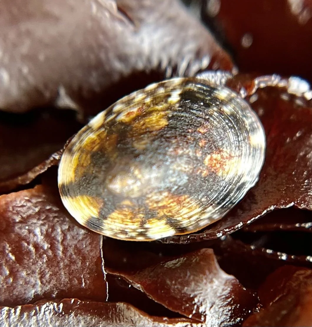 Shield Limpet — Haystack Rock Awareness Program