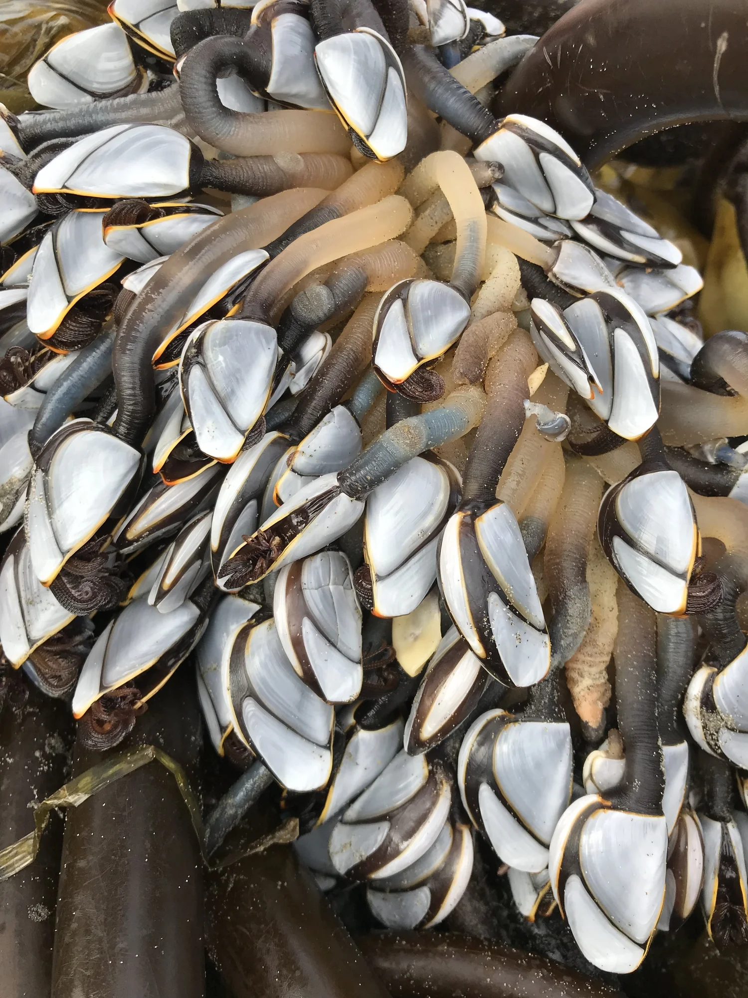 Pelagic Gooseneck Barnacle — Haystack Rock Awareness Program