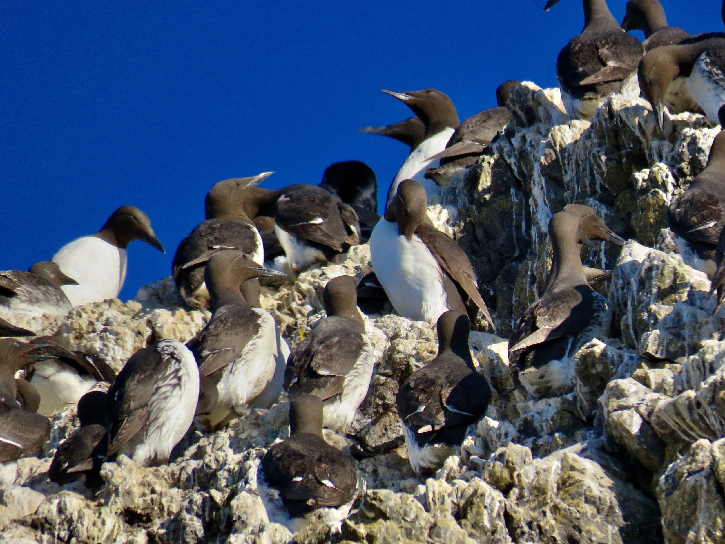 Common Murre — Haystack Rock Awareness Program