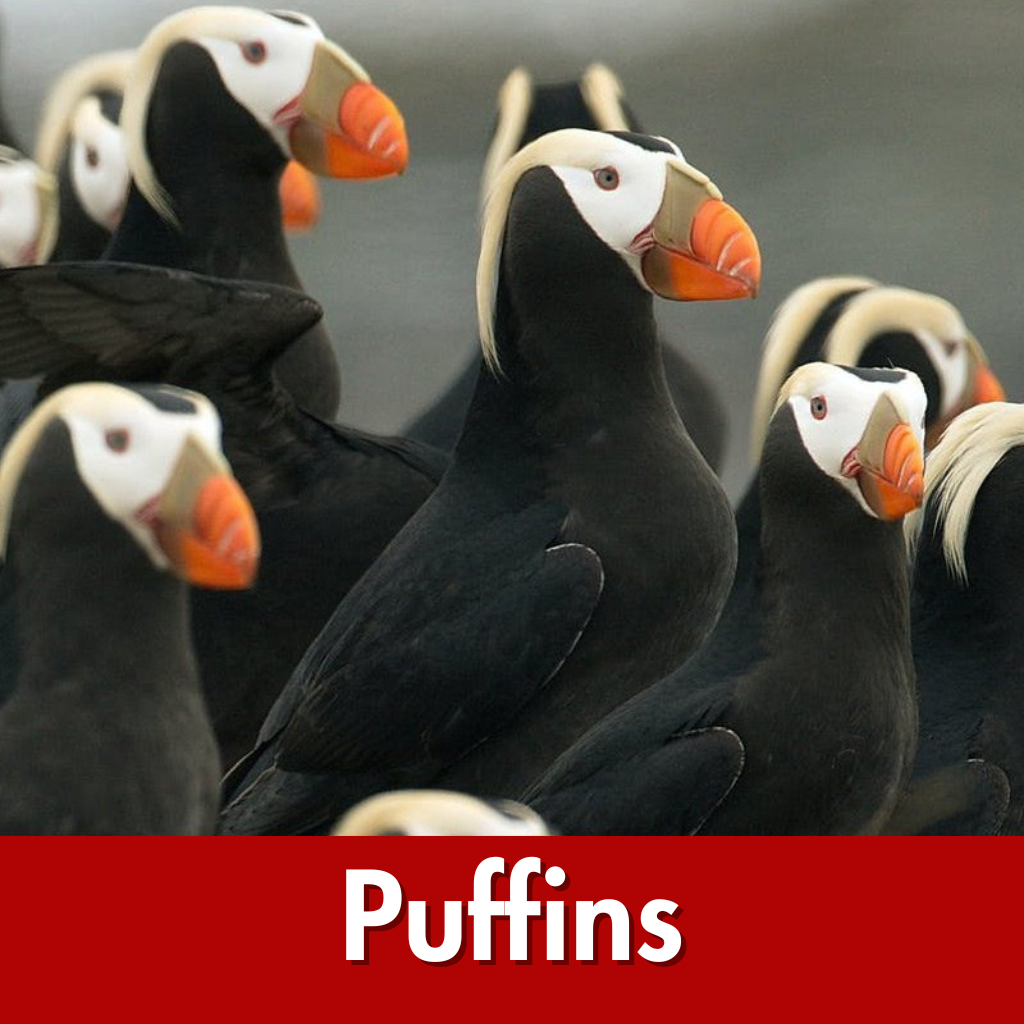 Haystack Rock Awareness Program