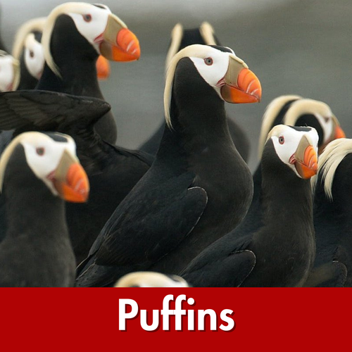 Haystack Rock Awareness Program