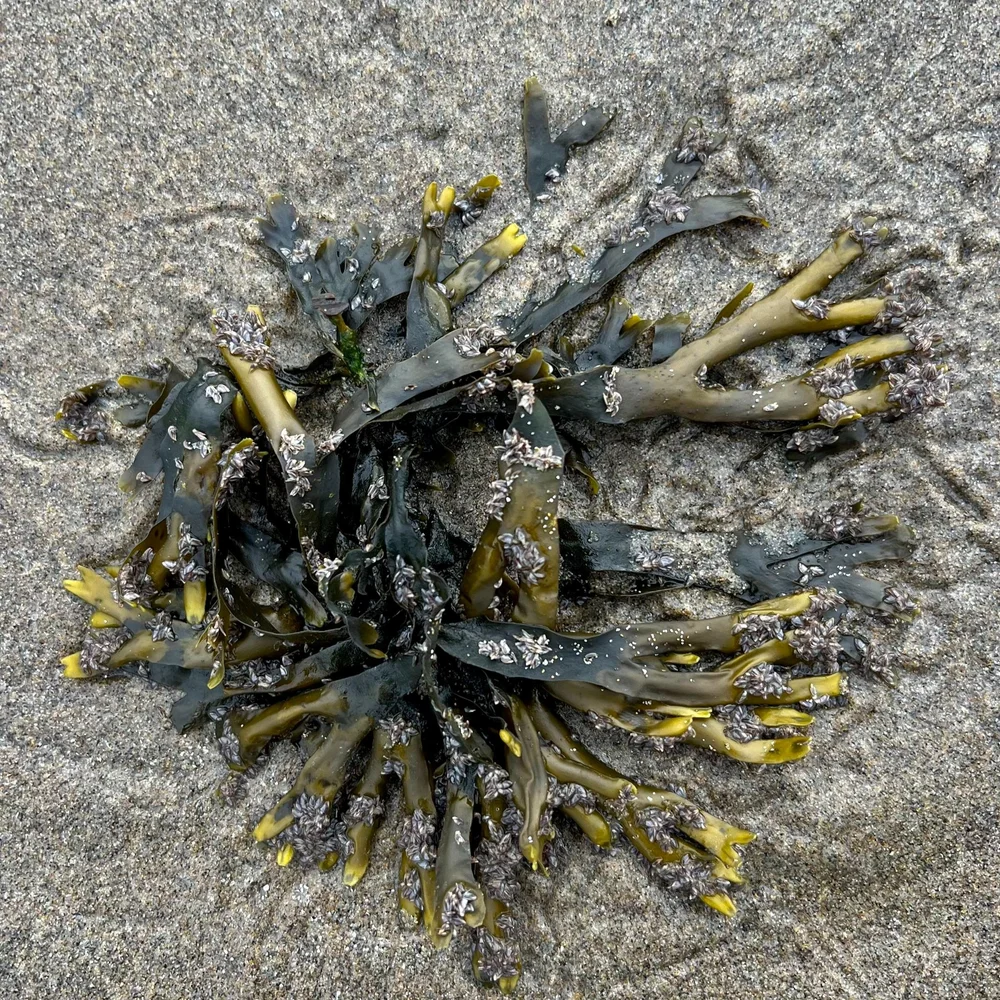 Pacific Rockweed — Haystack Rock Awareness Program