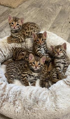 My Version: hanbee. — billie