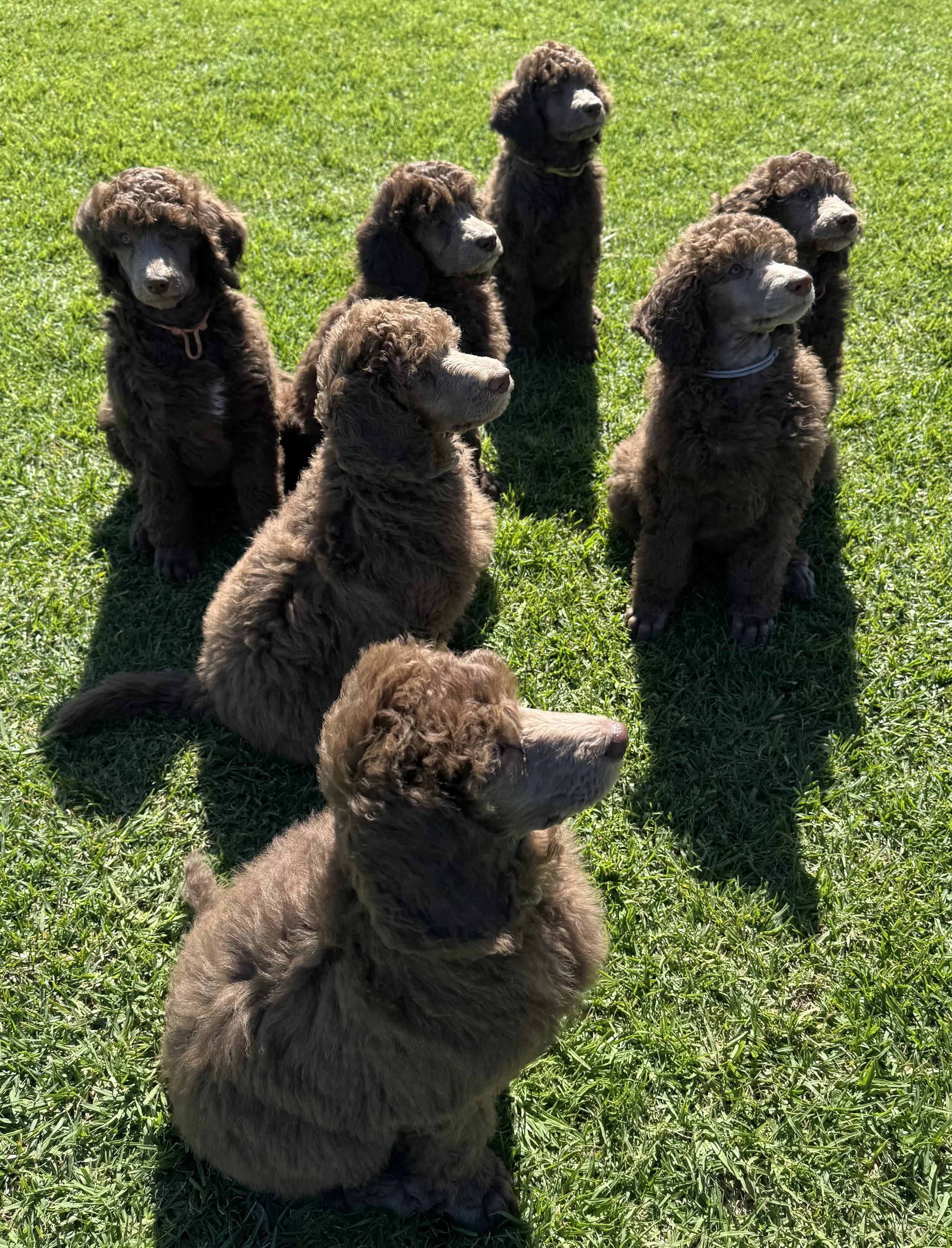 DAMS — Standard Poodles Australia
