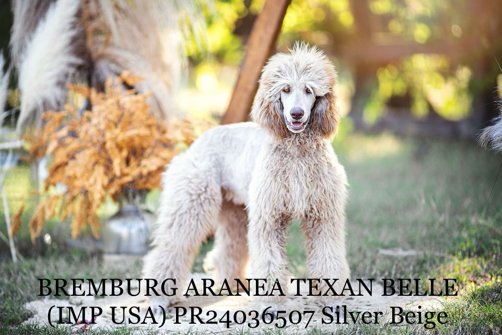 Our Poodles — Standard Poodles Australia