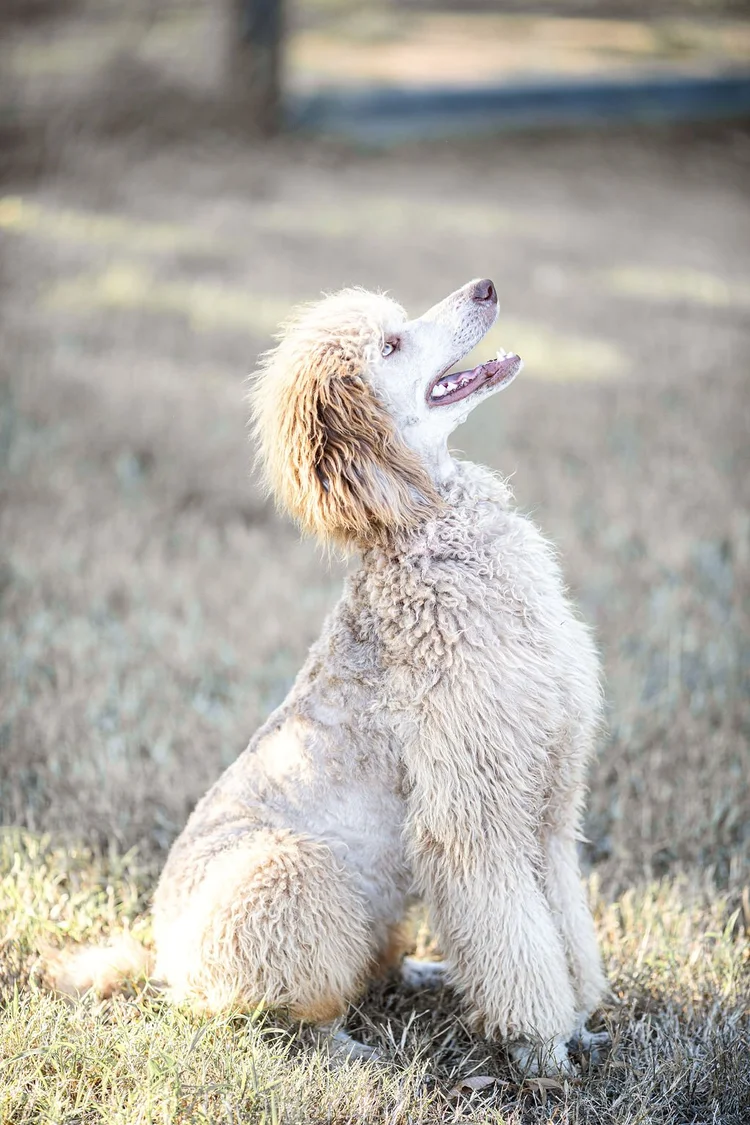 DAMS — Standard Poodles Australia