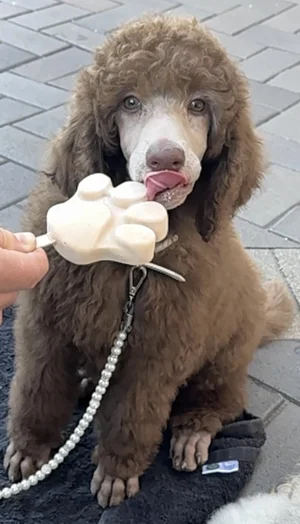 Standard Poodles Australia
