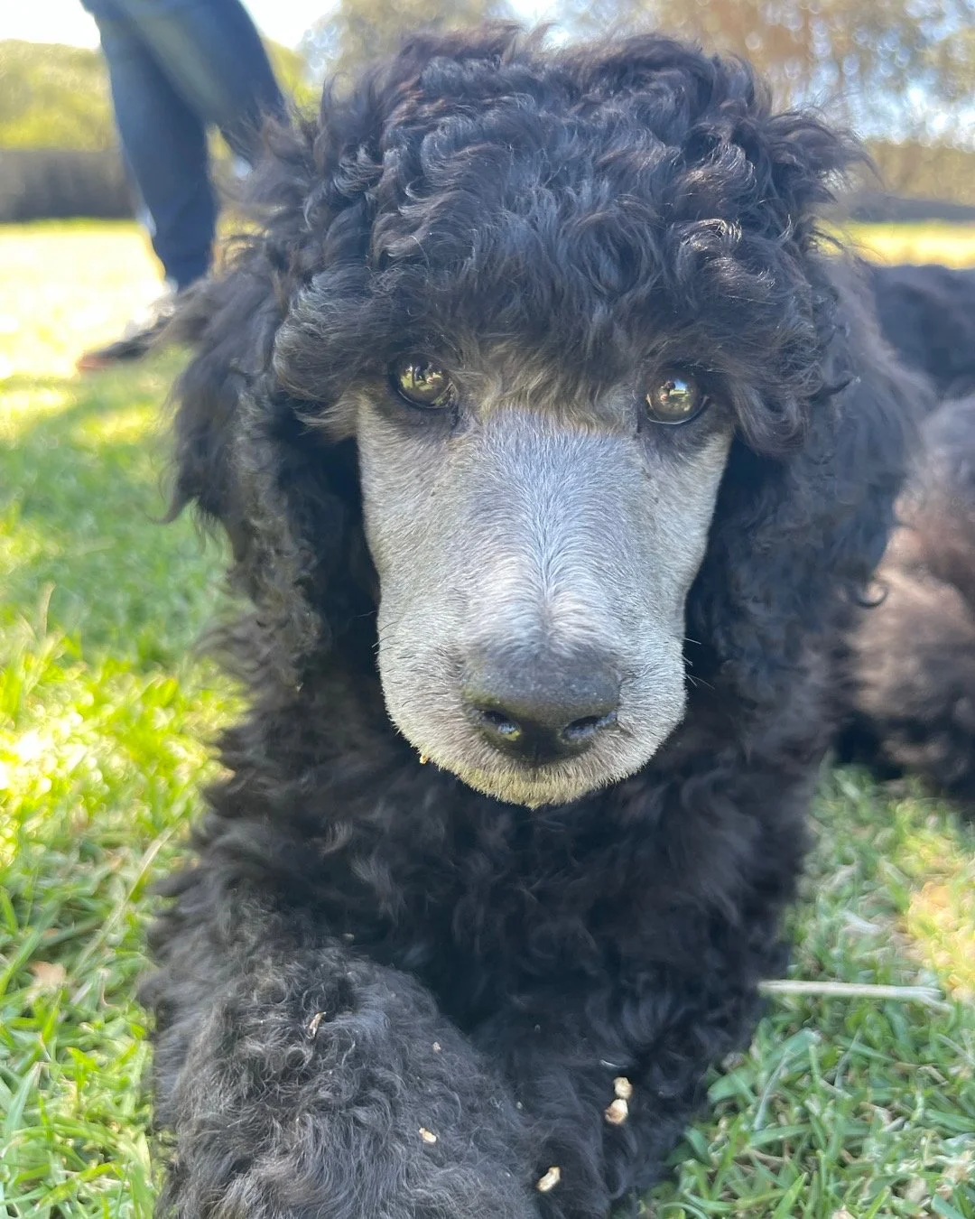 DAMS — Standard Poodles Australia