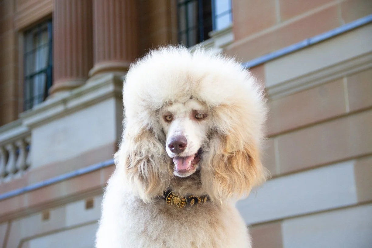 Gallery — Standard Poodles Australia