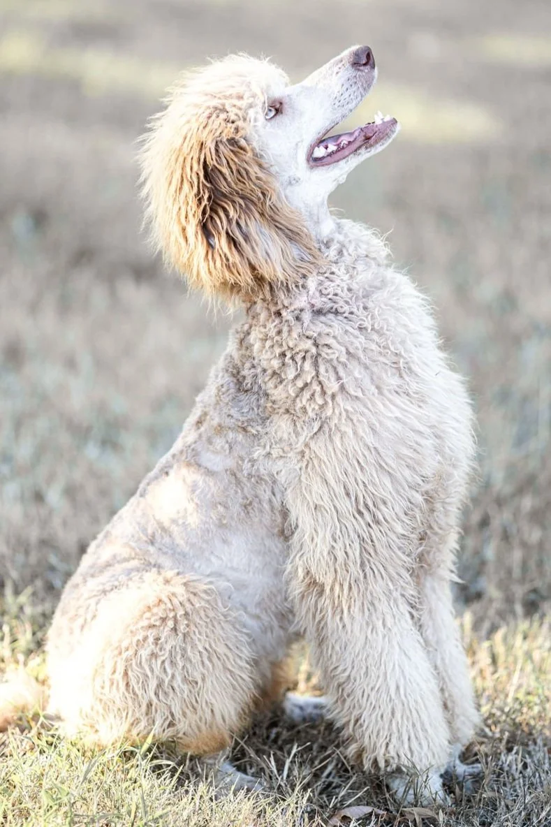Training — Standard Poodles Australia