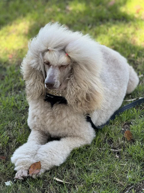 DAMS — Standard Poodles Australia