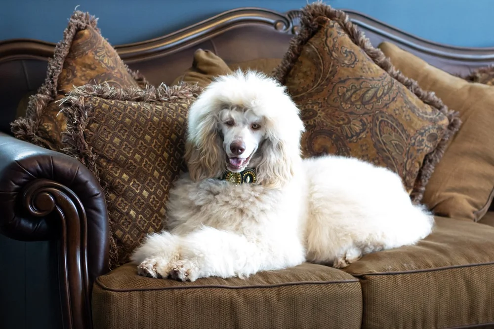 Gallery — Standard Poodles Australia