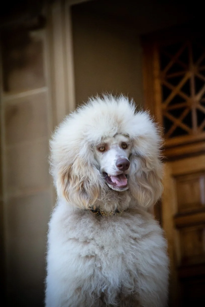 Gallery — Standard Poodles Australia