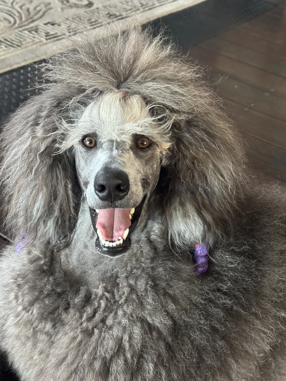 DAMS — Standard Poodles Australia