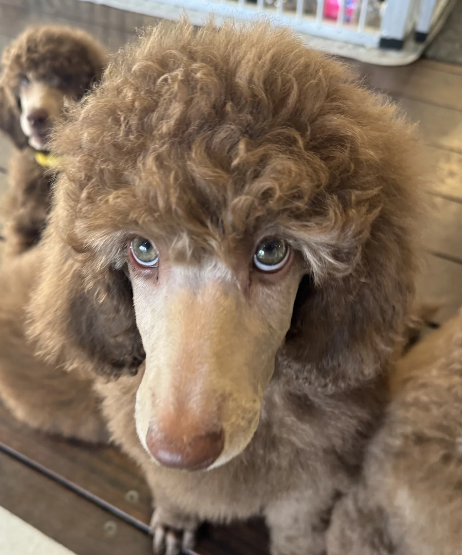 DAMS — Standard Poodles Australia